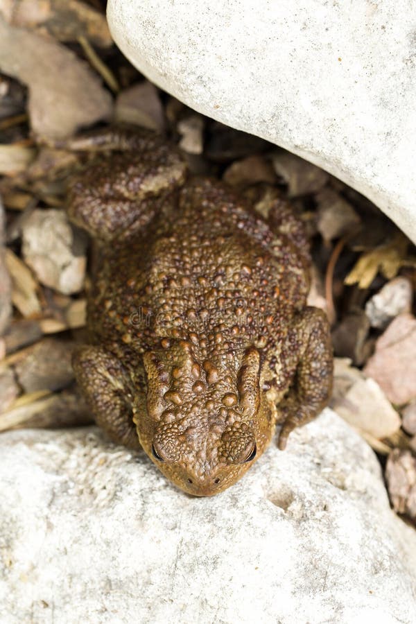 Crapaud De Brown Dans Le Jardin Image stock - Image du vert, amphibie ...