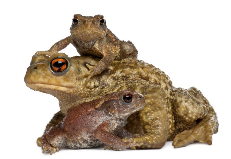 Crapaud Commun, Bufo De Bufo Photo stock - Image du longueur, blanc ...