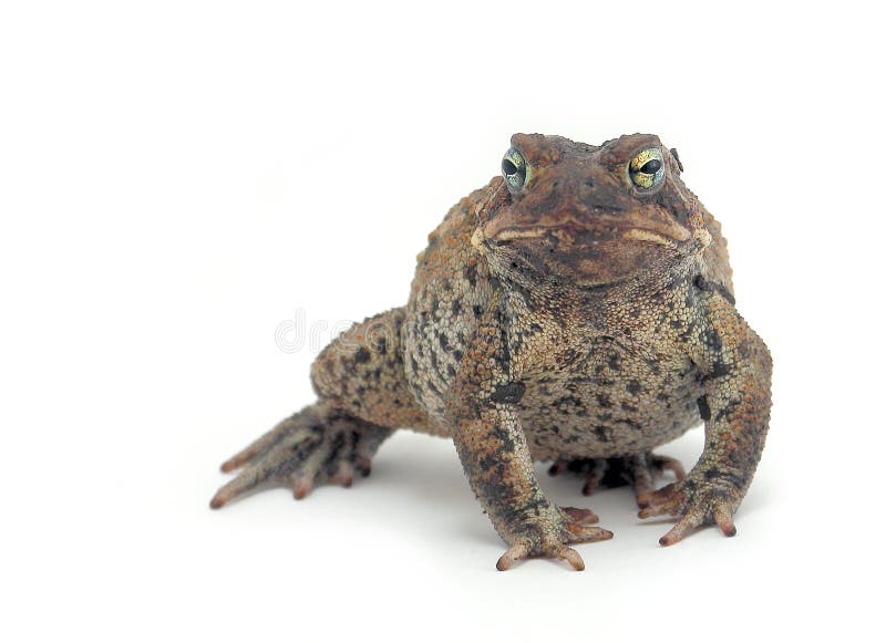 Crapaud D'isolement Sur Le Blanc Photo stock - Image du indoors, brun ...