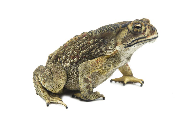 Crapaud D'isolement Sur Le Fond Blanc Photo stock - Image du brun ...