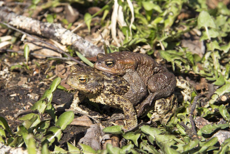 Crapaud de accouplement image stock. Image du faune, paire - 56789331