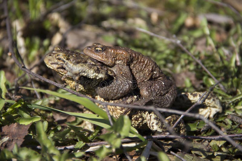 Crapaud de accouplement photo stock. Image du marais - 56789324