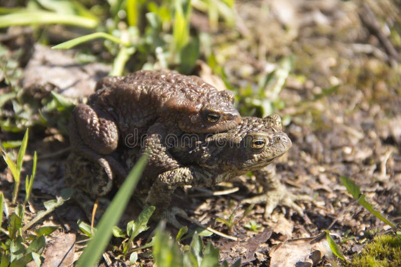 Crapaud de accouplement image stock. Image du faune, paire - 56789331