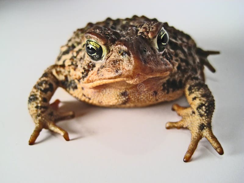 Crapaud De Brown Dans Le Jardin Image stock - Image du vert, amphibie ...