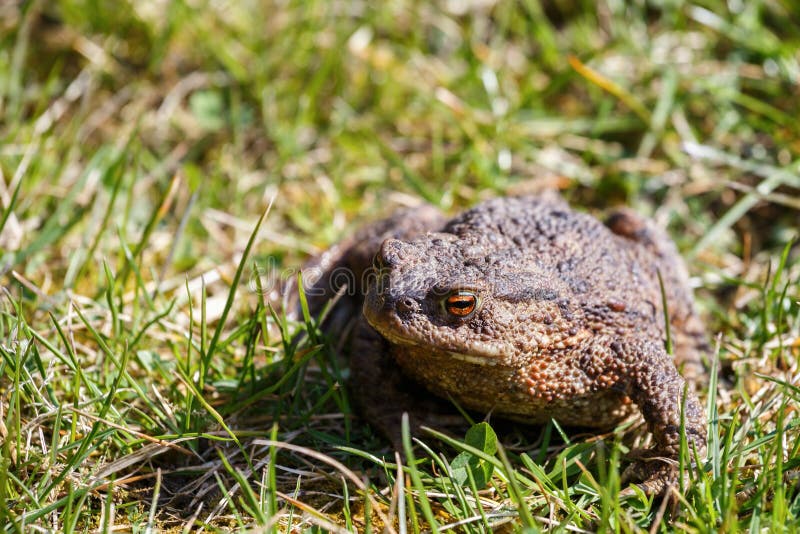 Crapaud De Brown Dans Le Jardin Image stock - Image du vert, amphibie ...