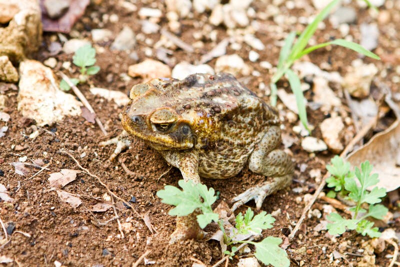 Marine Marina Rhinella De Crapaud De Crapaud Neotropical Géant De ...