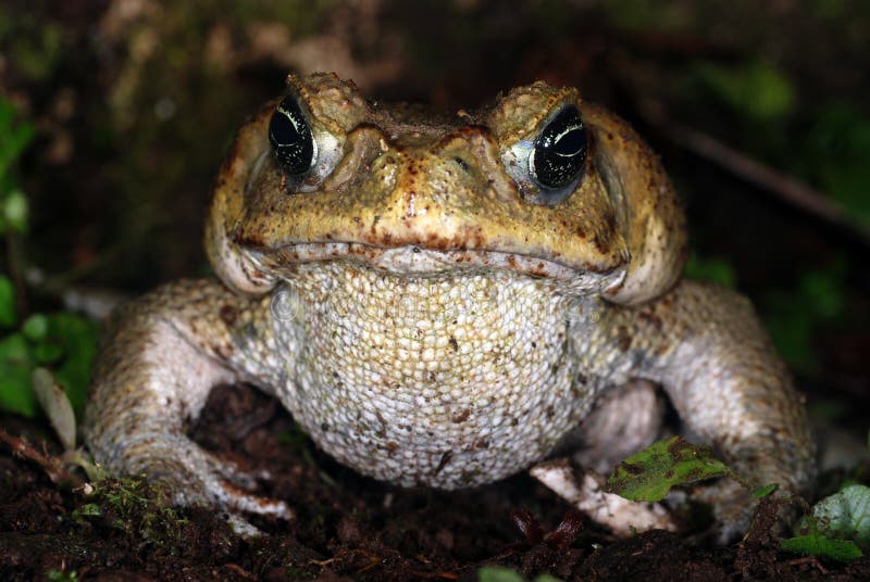 Crapaud De Canne Pendant La Nuit Image stock - Image du animal, nature ...