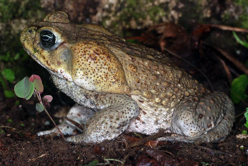 Marine Marina Rhinella De Crapaud De Crapaud Neotropical Géant De ...