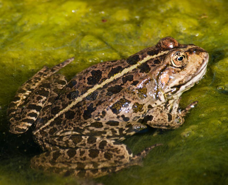 Crapaud photo stock. Image du regarder, animaux, grenouille - 69506768