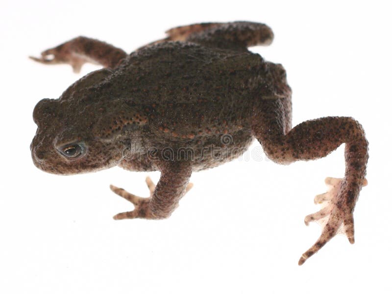 Crapaud de grenouille image stock. Image du brun, charmer - 1121257