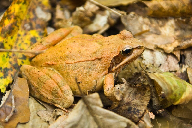 Crapaud de terre photo stock. Image du earthen, faune - 10418048