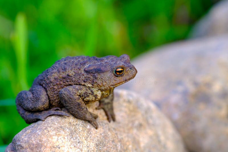 Crapaud de terre photo stock. Image du earthen, faune - 10418048