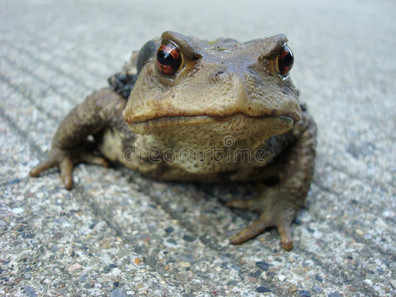 Visage de crapaud photo stock. Image of crapaud, regarder - 15017390