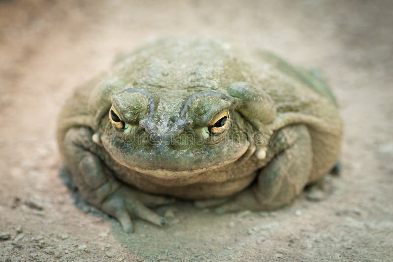Crapaud Du Fleuve Colorado (Bufo Alvarius) Image stock - Image du faune ...