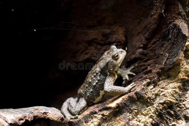 Crapaud japonais de pause image stock. Image du nature - 13652755