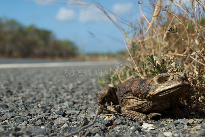 Crapaud mort sur la route photo stock. Image du géant - 41603986
