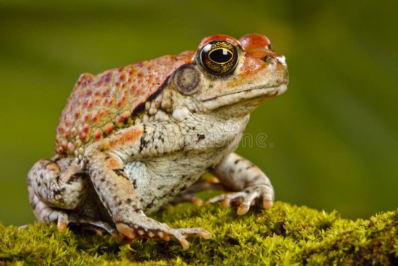Crapaud photo stock. Image du crapaud, organisme, grenouille - 107533774
