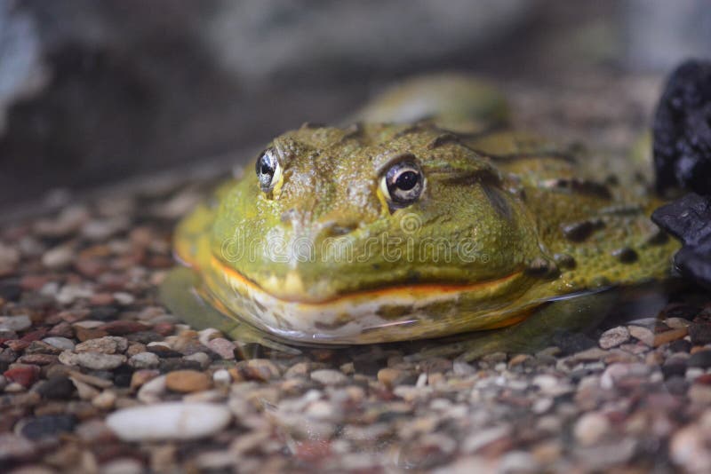 Crapaud-taureau Vert Dans Une Eau Photo stock - Image du amphibie ...