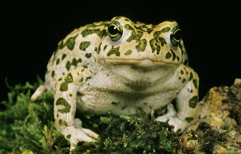 CRAPAUD VERT bufo viridis stock photo. Image of viridis - 170719456