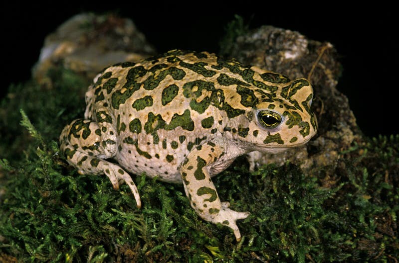 CRAPAUD VERT bufo viridis stock image. Image of nocturnal - 170182961