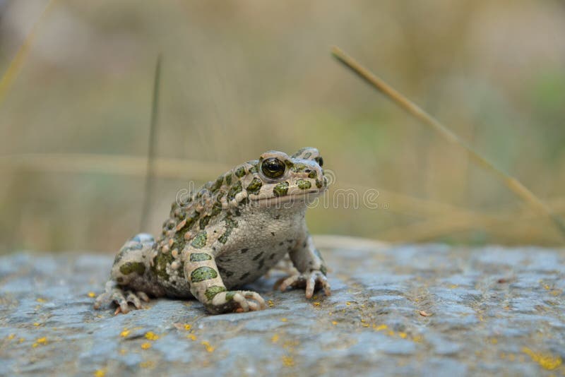 Crapaud Vert Et X28 ; Viridis& X29 De Bufo ; Image stock - Image du ...
