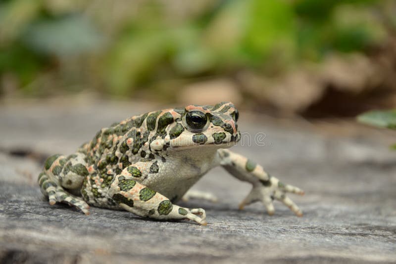 Crapaud Vert Et X28 ; Viridis& X29 De Bufo ; Photo stock - Image du ...