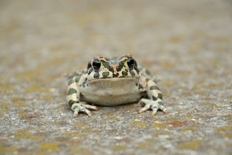 Crapaud Vert Et X28 ; Viridis& X29 De Bufo ; Photo stock - Image du ...
