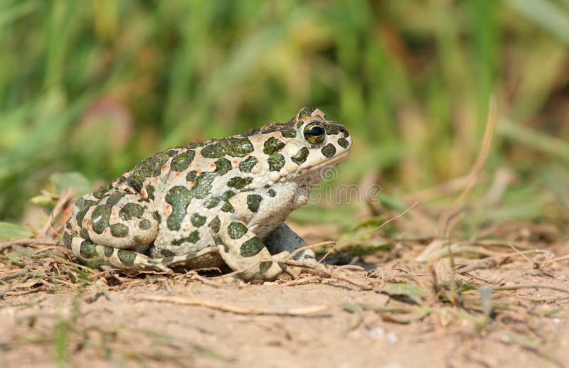 Crapaud Vert Dans L'herbe Vert Clair Image stock - Image du nature ...