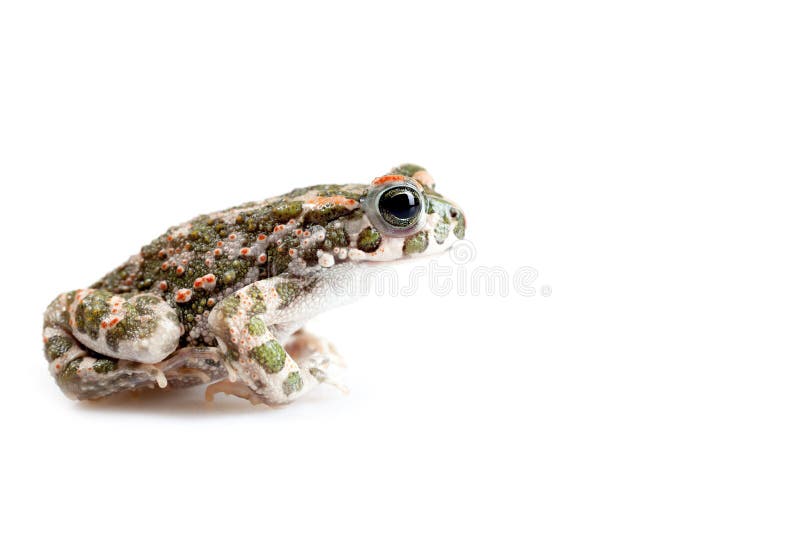Crapaud Vert (viridis De Bufo) D'isolement Sur Le Fond Blanc Photo ...