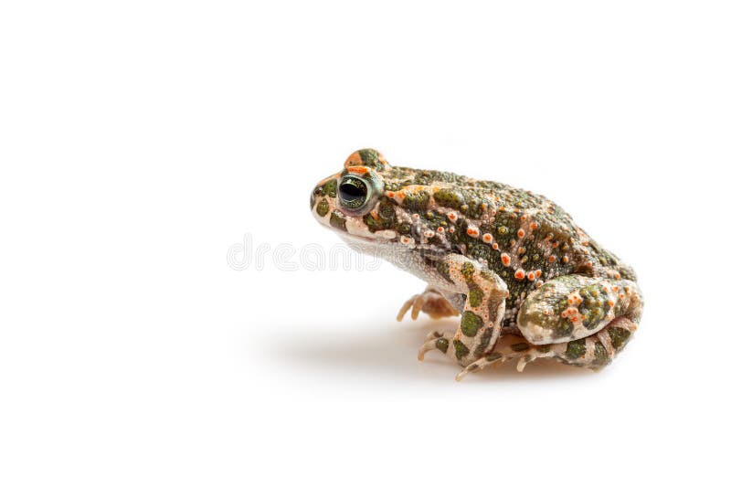 Crapaud Vert (viridis De Bufo) D'isolement Sur Le Fond Blanc Image ...