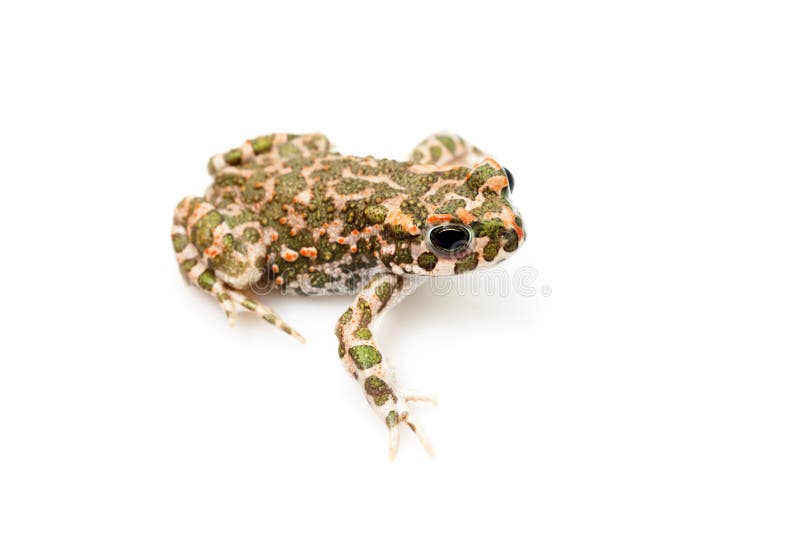 Crapaud Vert (viridis De Bufo) Sur Le Fond Blanc Photo stock - Image du ...