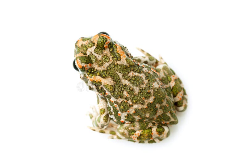 Crapaud Vert (viridis De Bufo) D'isolement Sur Le Fond Blanc Image ...