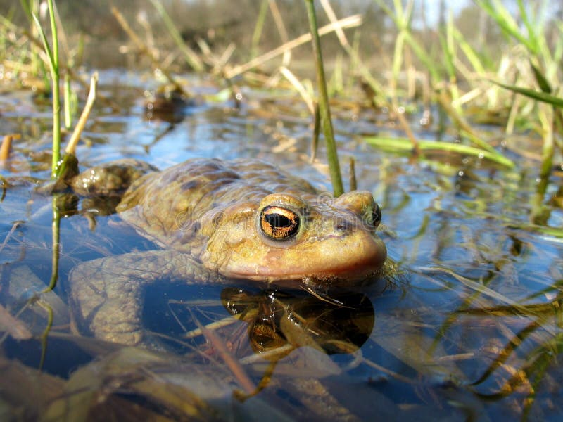 Crapaud vrai image stock. Image du nature, grenouille - 7793581