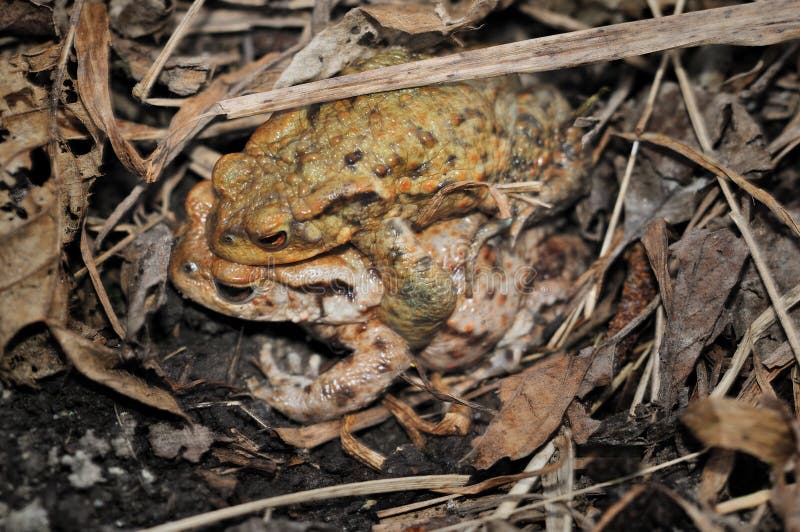 Crapauds de accouplement image stock. Image du couples - 23999175