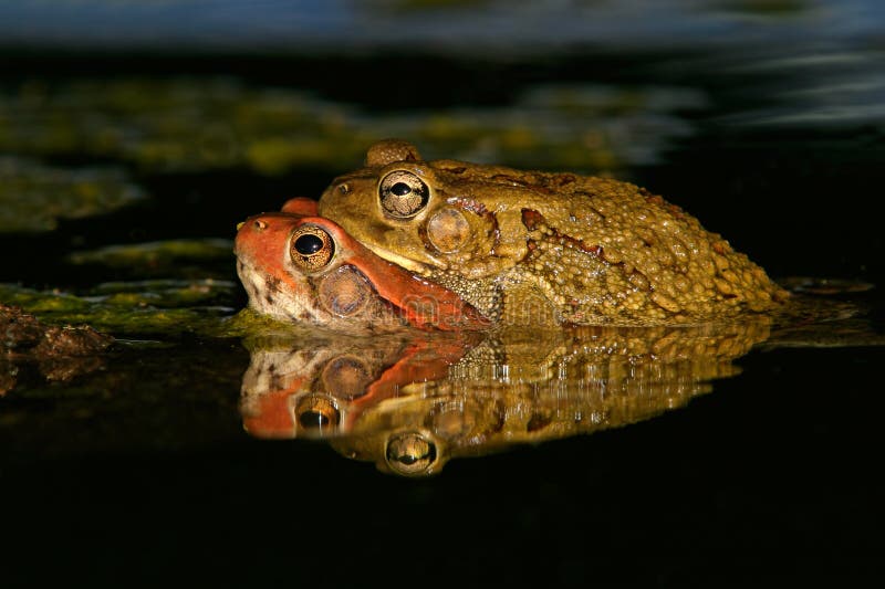 Accouplement Rouge De Deux Sauterelles Photo stock - Image du rouge ...