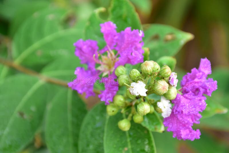 268 Chinese Crape Stock Photos - Free & Royalty-Free Stock Photos from ...