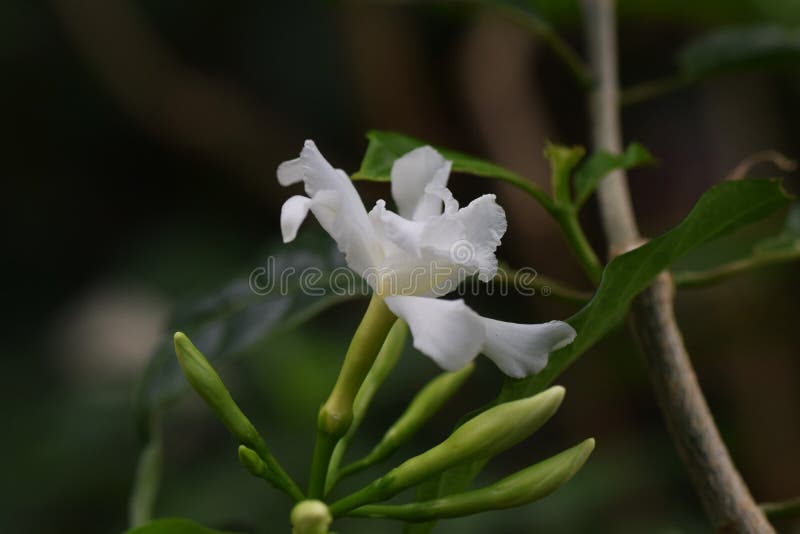 Crape jasmine flowers stock photo. Image of blooming - 135454416