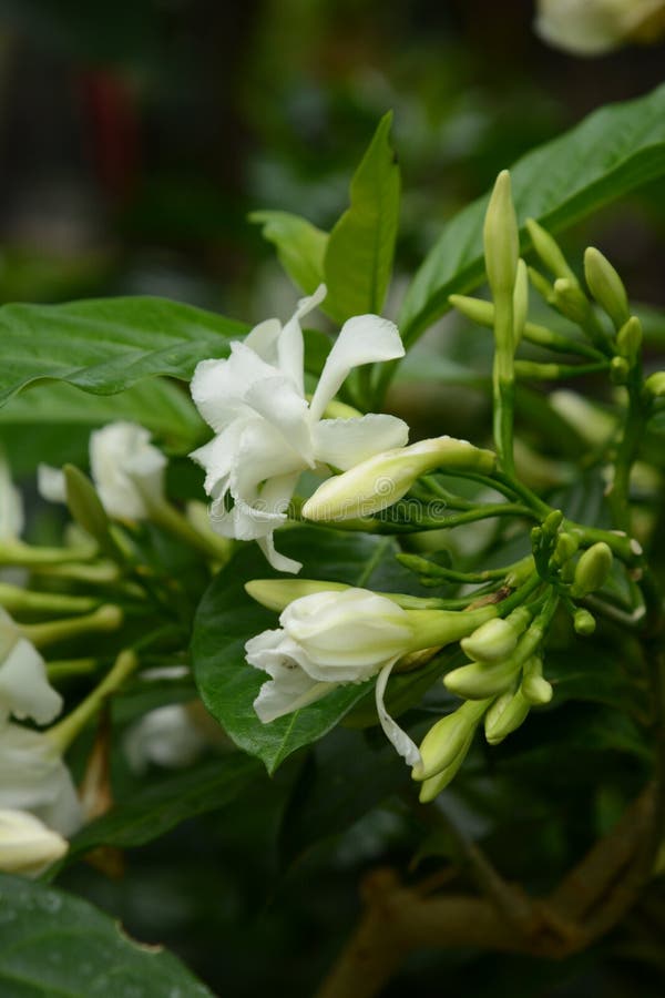 Crape jasmine flowers stock photo. Image of east, fresh - 147551586