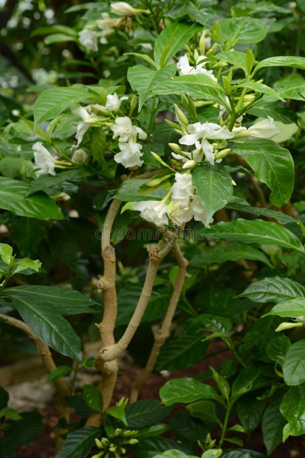 Crape jasmine flowers stock photo. Image of isolated - 147551606