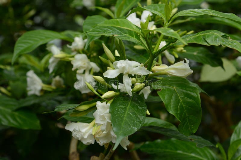 Crape jasmine flowers stock photo. Image of japan, floral - 147551620