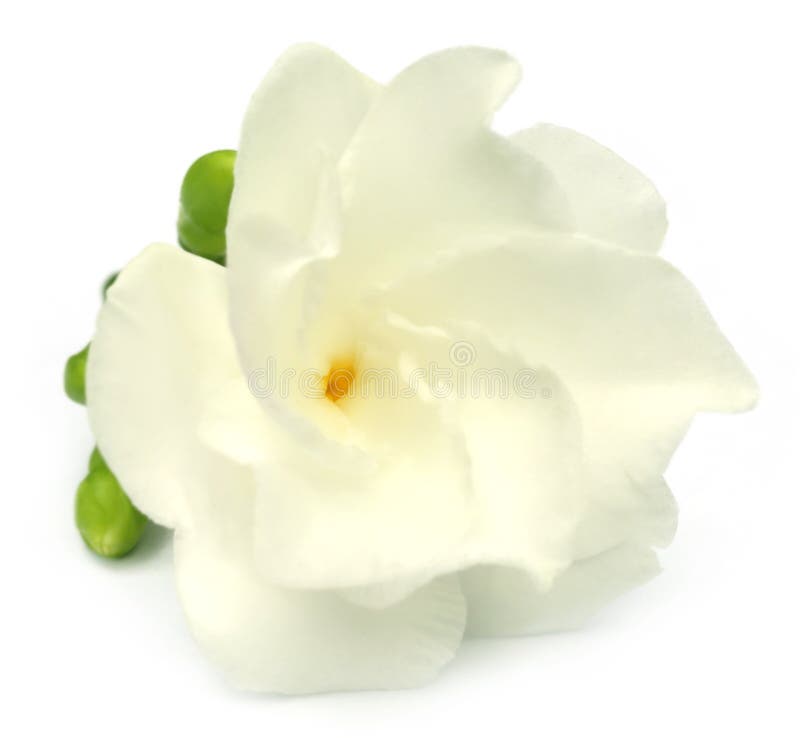 Crape Jasmine or Tagar Flower Plant Stock Photo - Image of tree, india ...