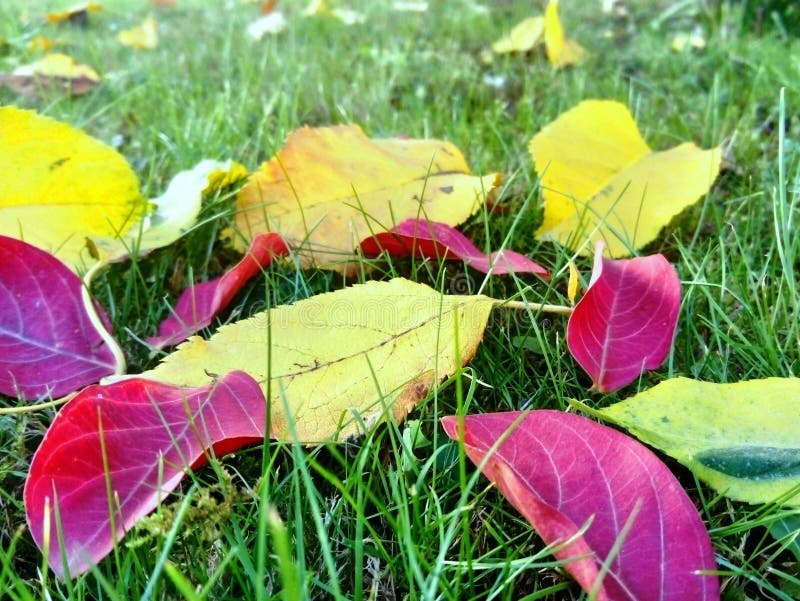 Crape Myrtle and Apple Fall Leaves Stock Image - Image of foliage, fall ...