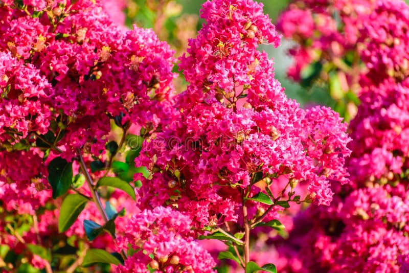 Red Crape Myrtle stock image. Image of blossom, tree - 74307557