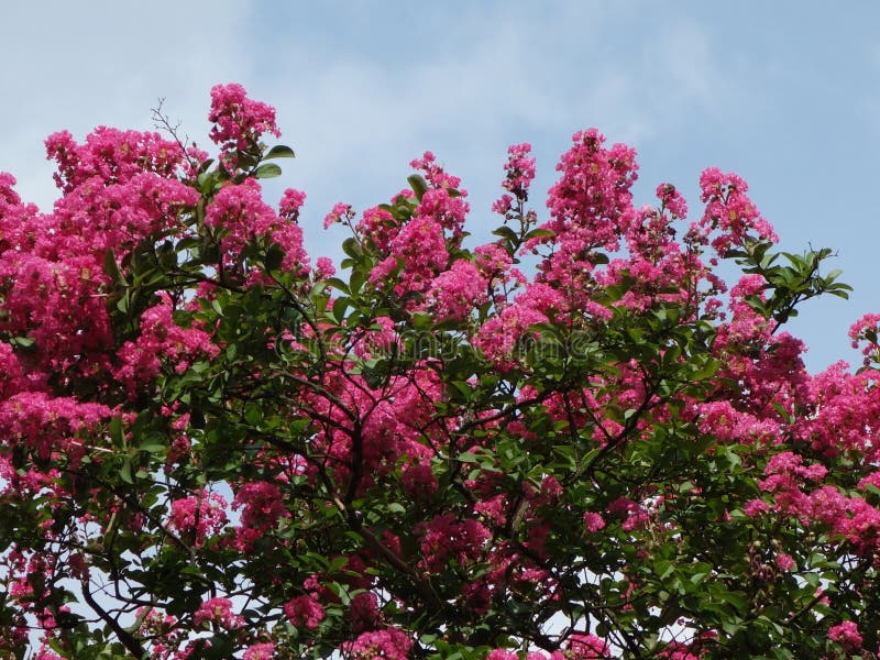 2,395 Crape Myrtle Background Stock Photos - Free & Royalty-Free Stock ...