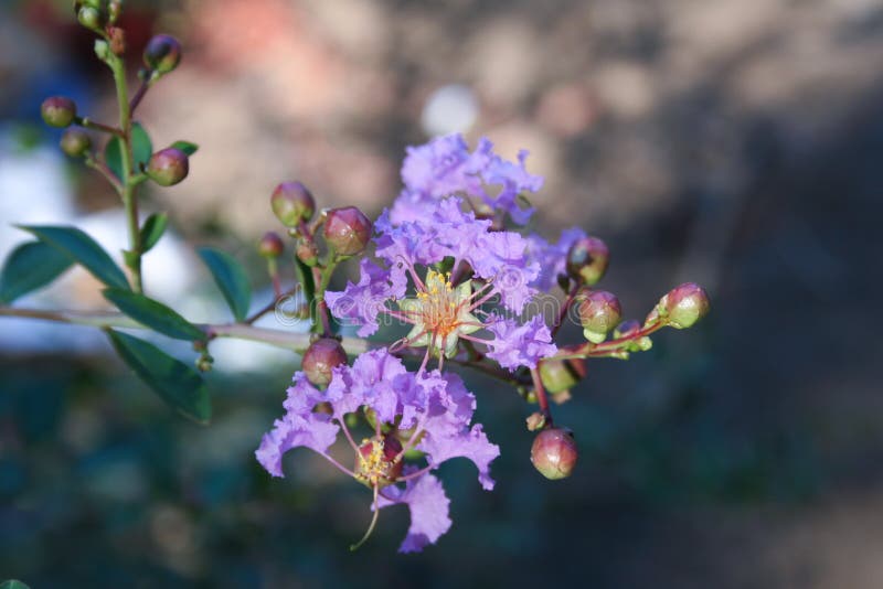 Crape Myrtle Bloom stock image. Image of myrtle, bloom - 30323017