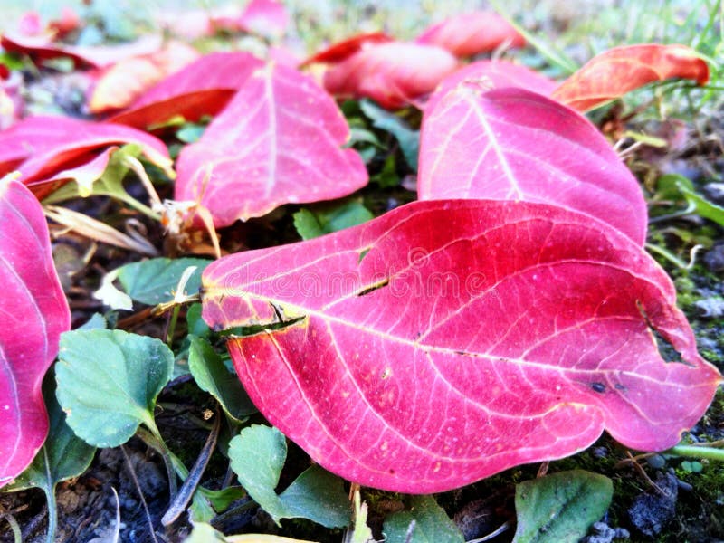 Crape myrtle fall leaves stock image. Image of country - 161846757