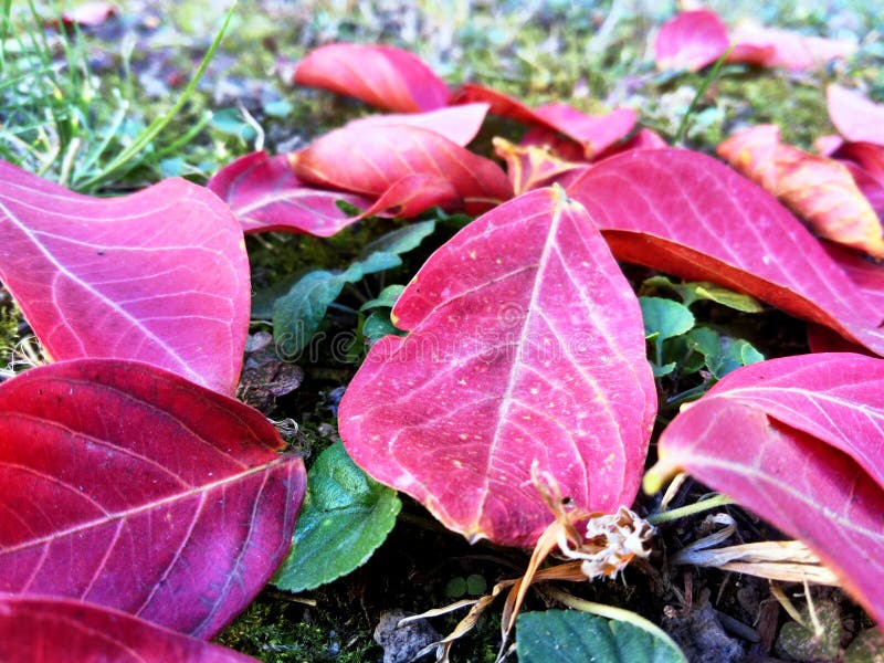 Crape myrtle fall leaves stock photo. Image of change - 161846800