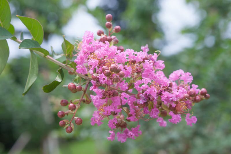 Crape myrtle flower stock image. Image of close, myrtle - 42335571