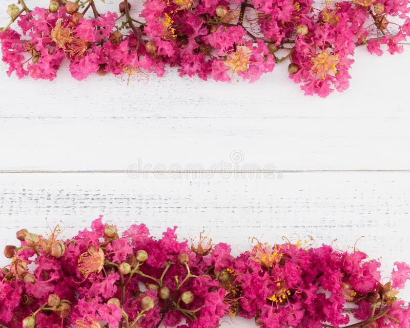 Crape Myrtle Flowers Bouquet Stock Photo - Image of floral ...