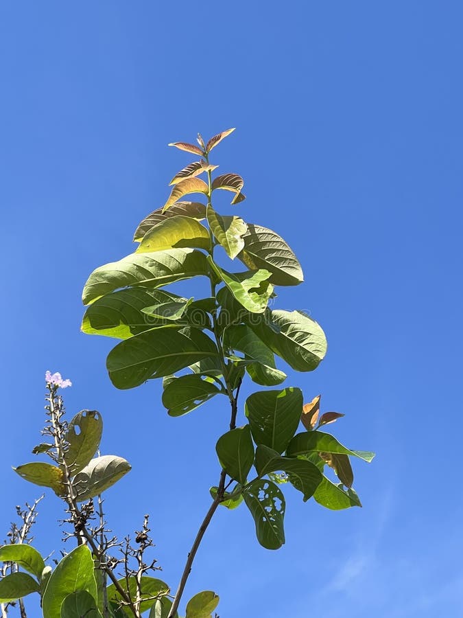 Crape Myrtle Tree in Nature Garden Stock Photo - Image of leaves ...